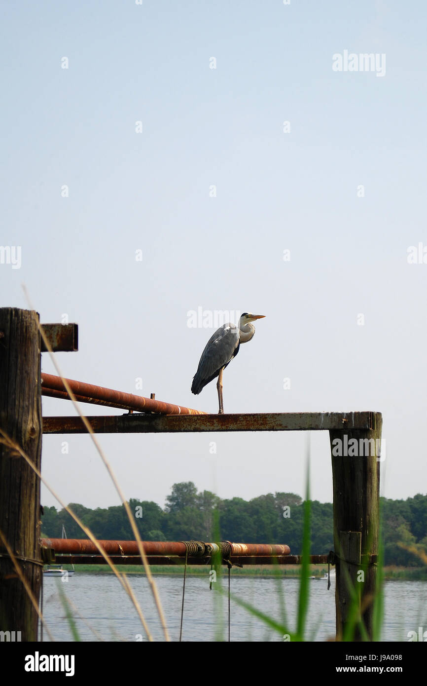 bird, fish, birds, fishing, to gorge, engulf, devour, nature, bird ...