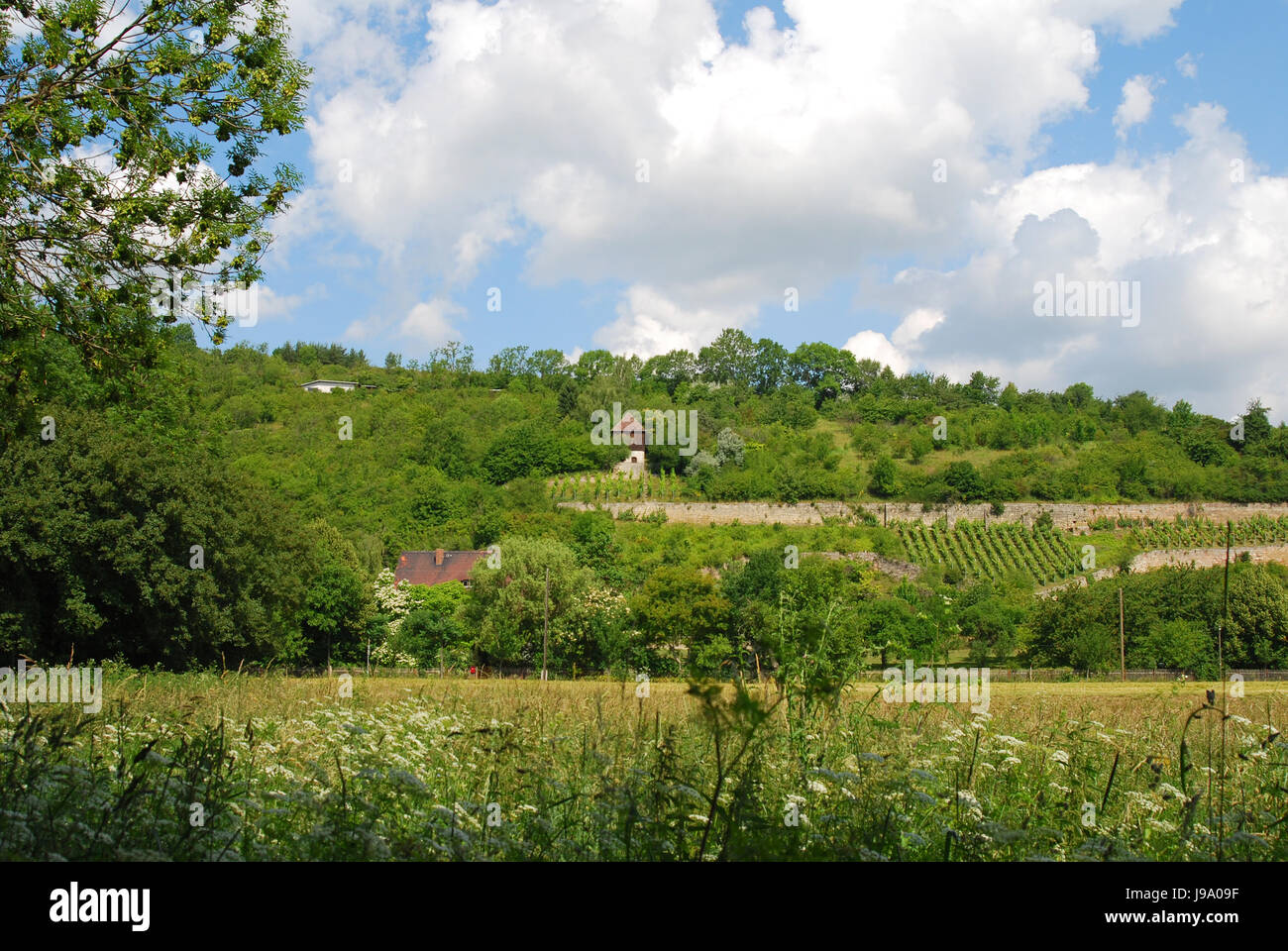 hall, harvest, cultivation of wine, vine, grape vine, grape-vine, hall ...