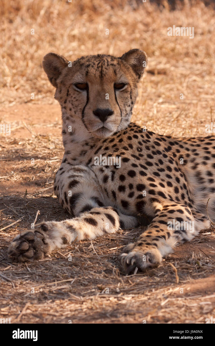 Gepard mother hi-res stock photography and images - Alamy