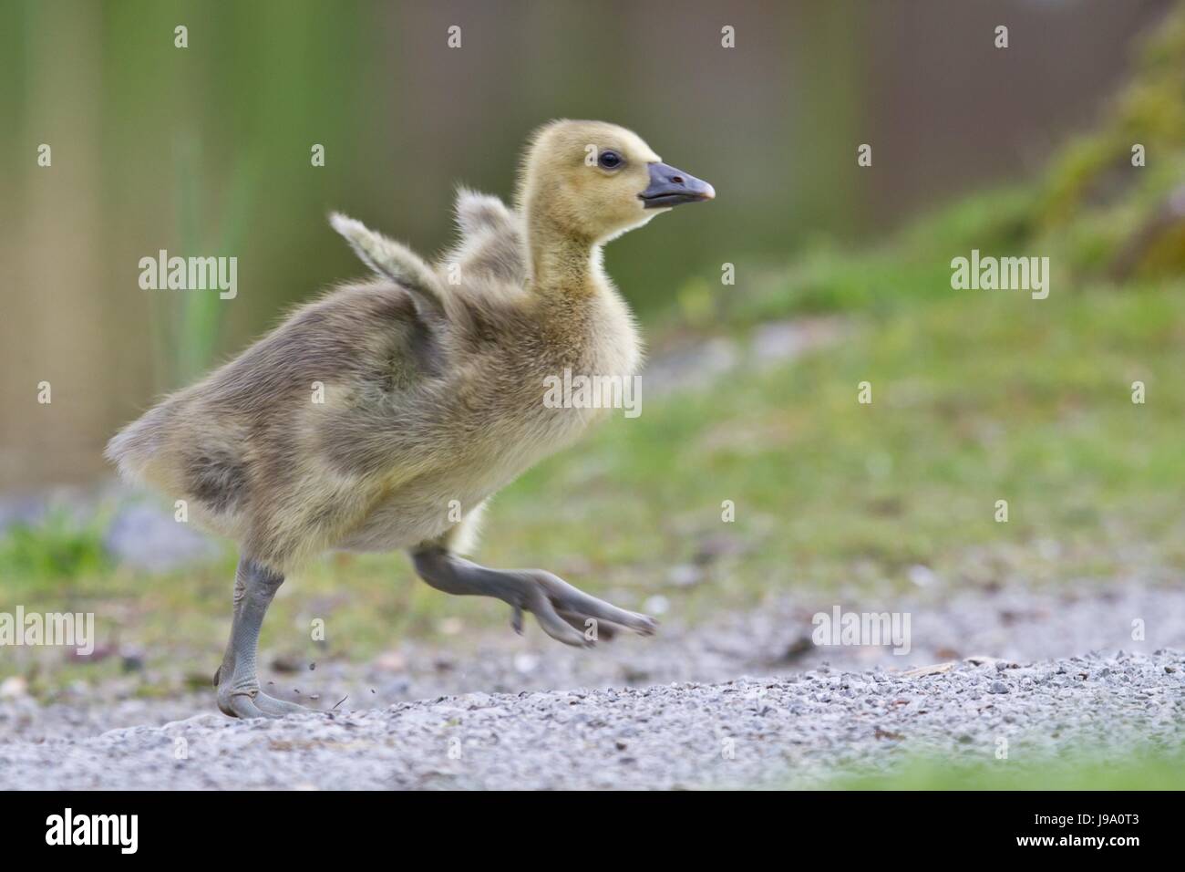 waterfowls, waterfowl, chick, squabs, soft, wing, waterfowls, waterfowl ...