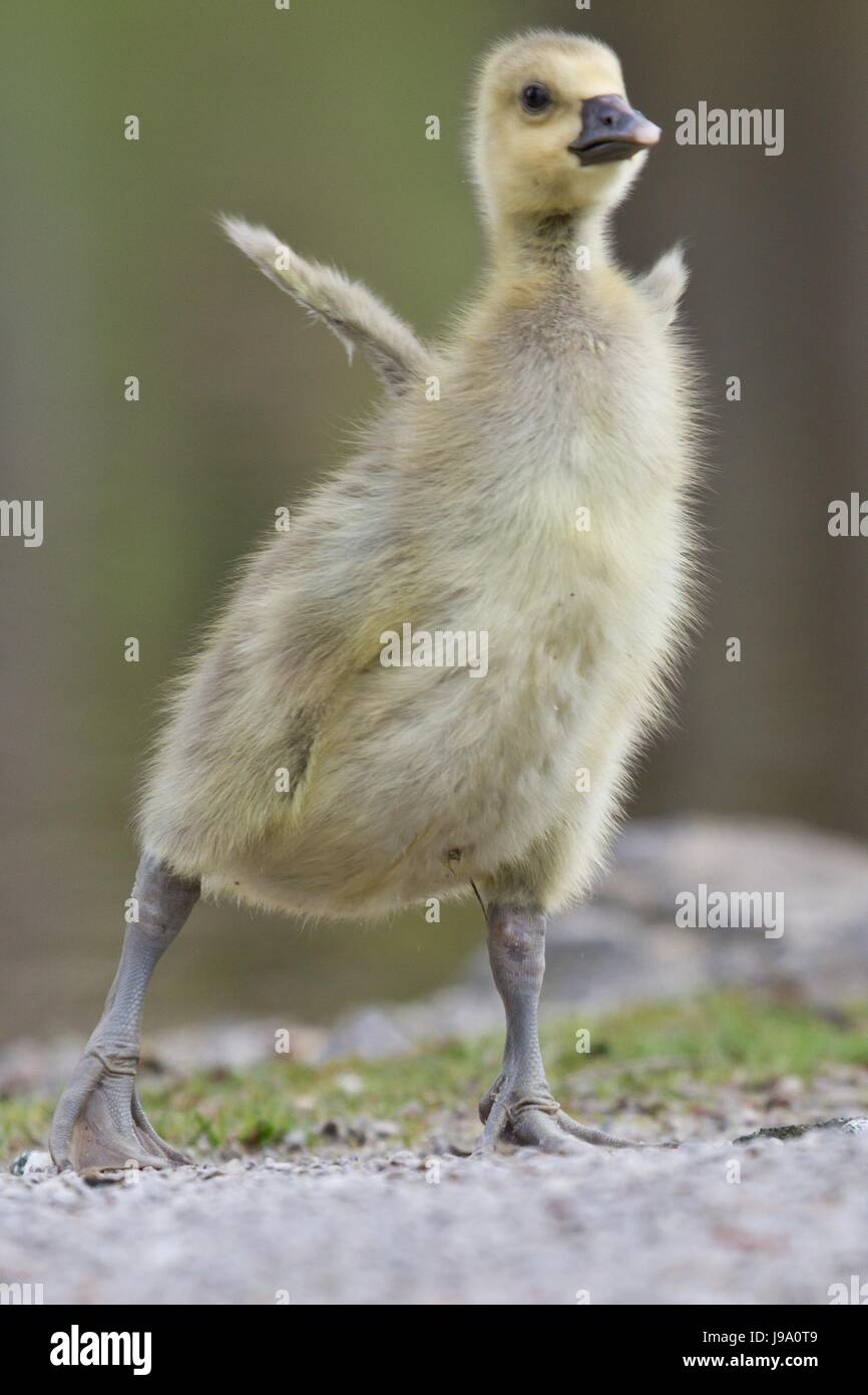 Squabs hi-res stock photography and images - Alamy