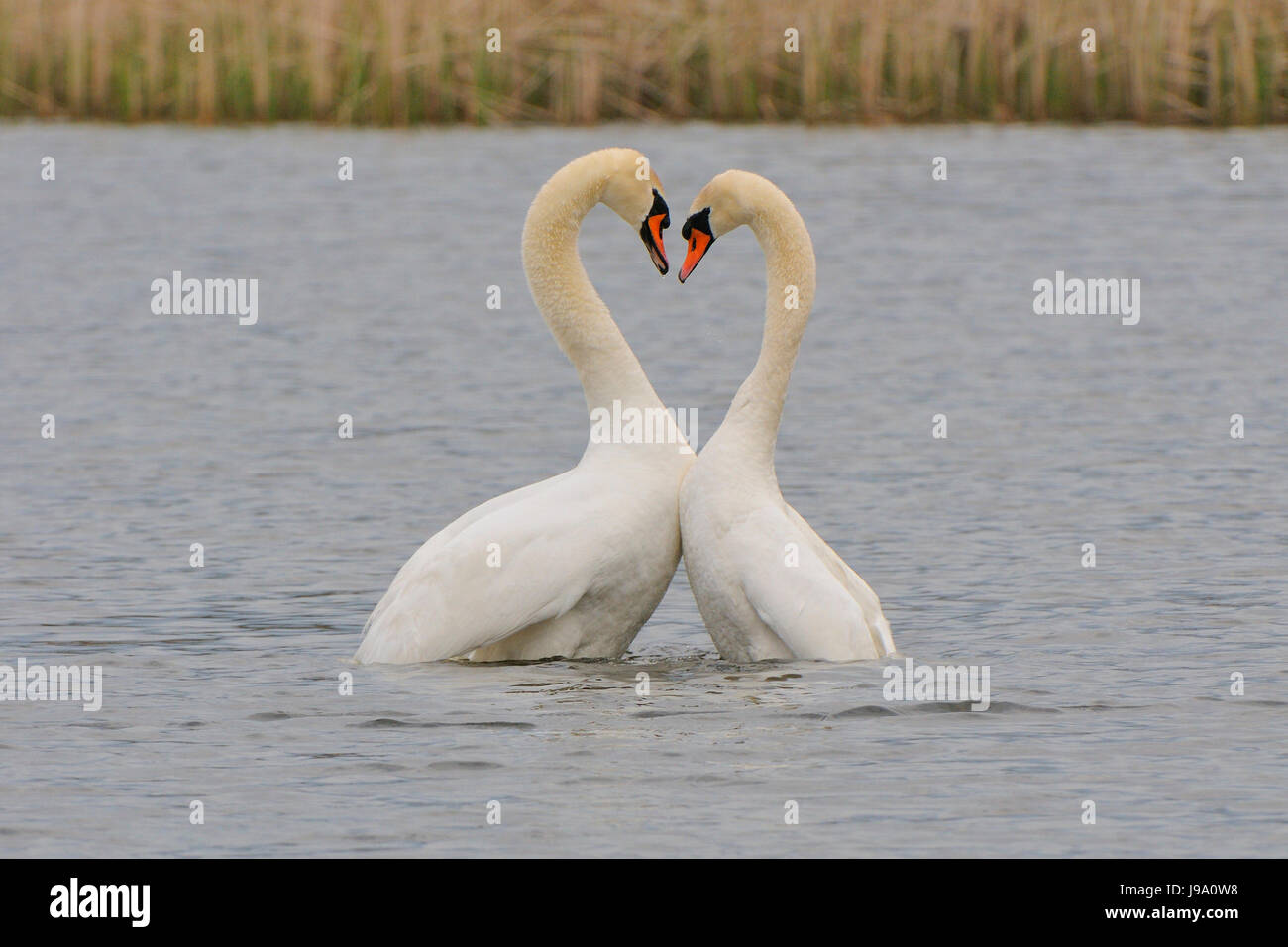 Neat and tidy bird hi-res stock photography and images - Alamy