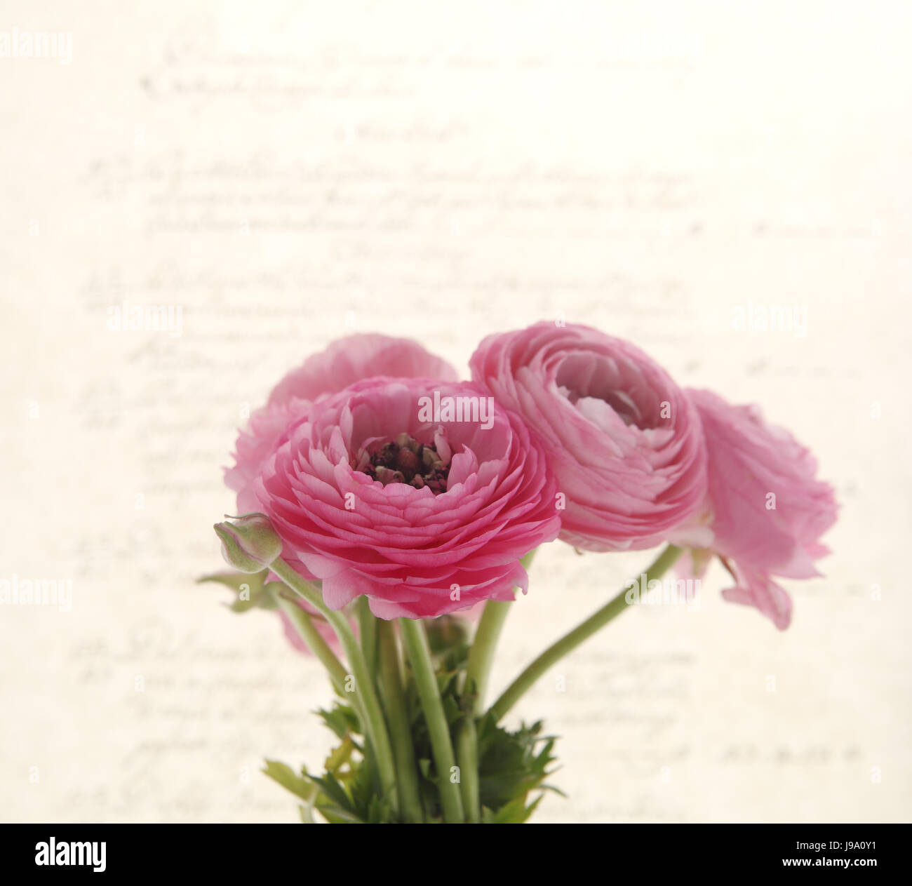 flower, flowers, plant, nostalgia, spring, sentimental, petals ...