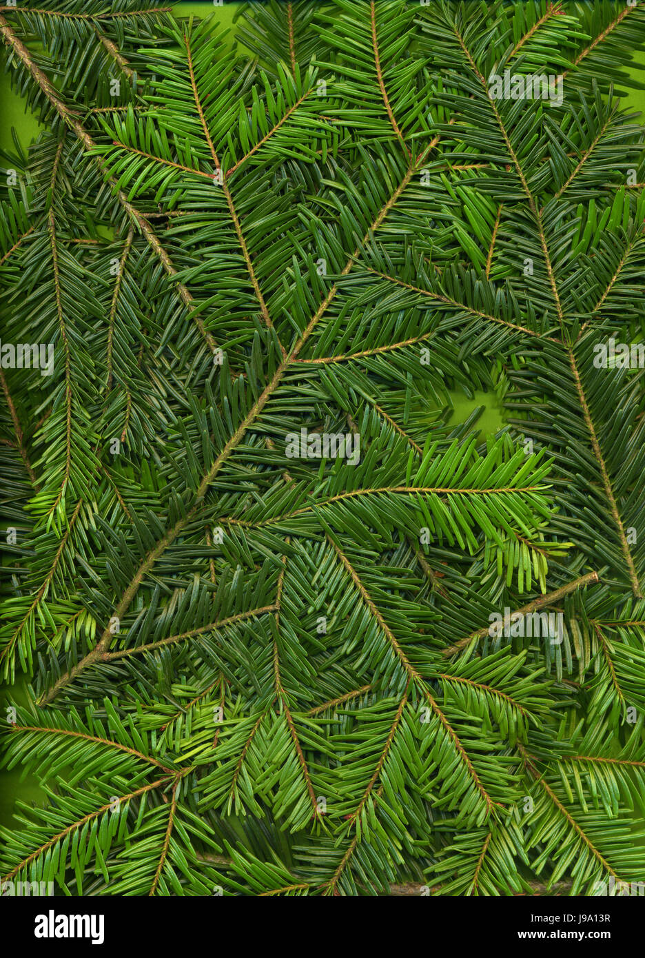 branches, design, shaping, formation, shape, model, figure, structure ...