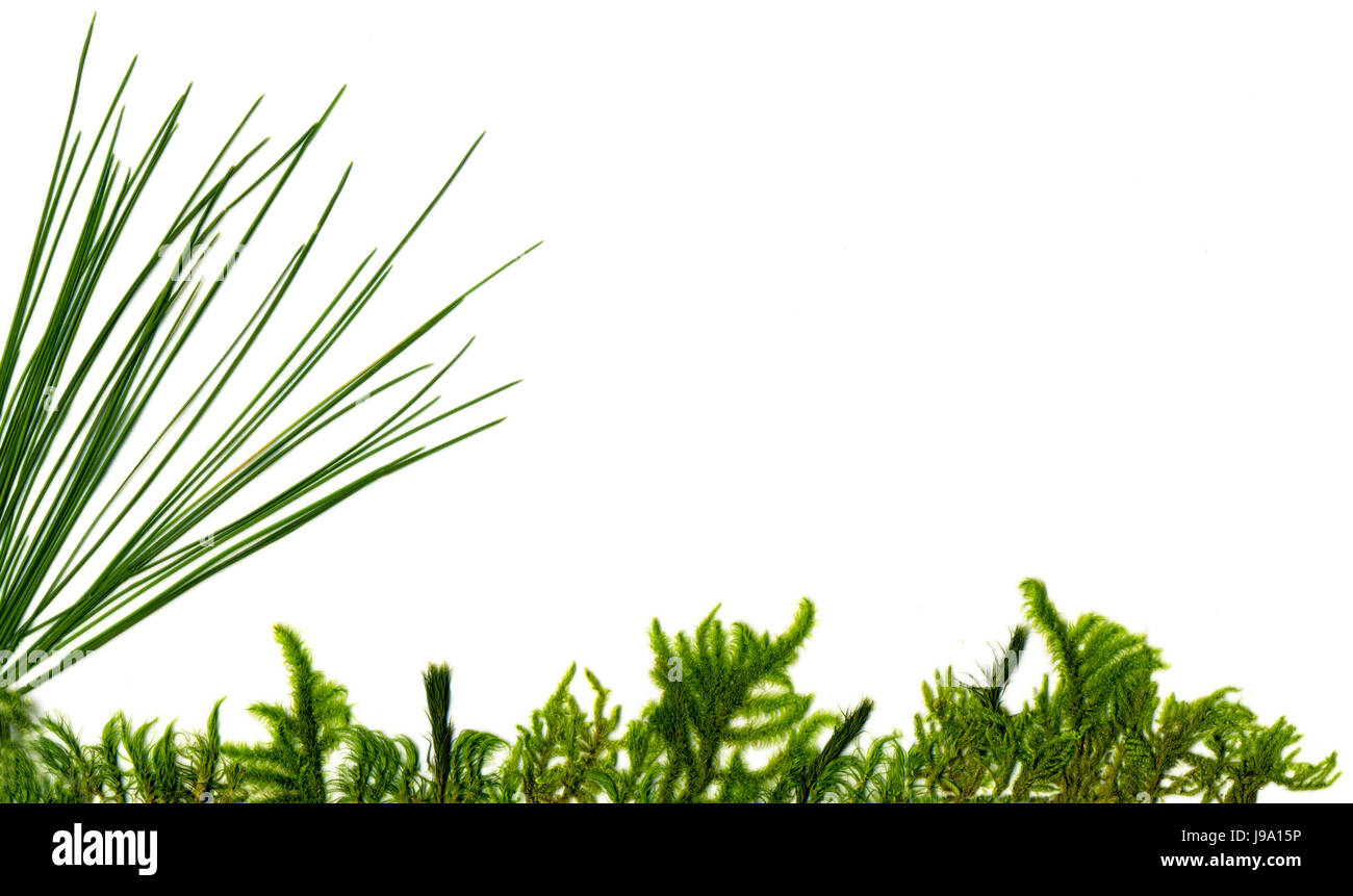 plant, moss, volume, literature volume, structure, backdrop, background ...