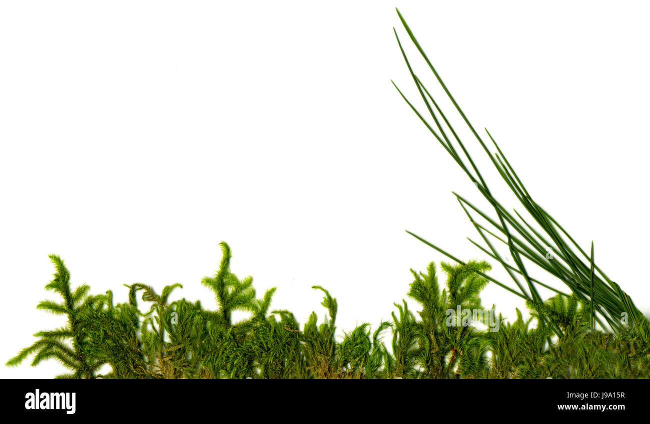 blades of grass right behind a horizontally designed moss strips Stock ...
