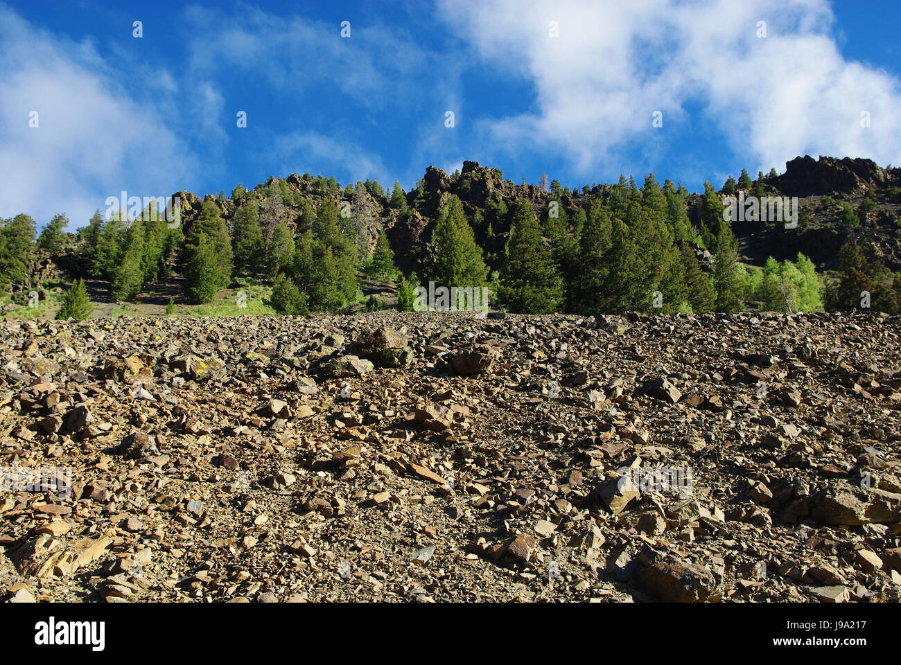 tree, rock, shrub, high mountains, plateau, mountain, blue, tree, green ...
