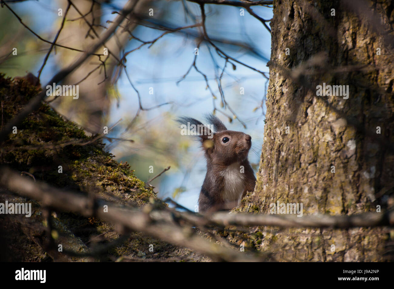 wild, animals, creature, wildlife, squirrel, hunting, chase, forest ...