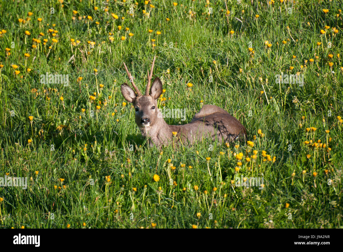 wild, animals, wildlife, roebuck, roe, hunting, chase, forest, nature ...
