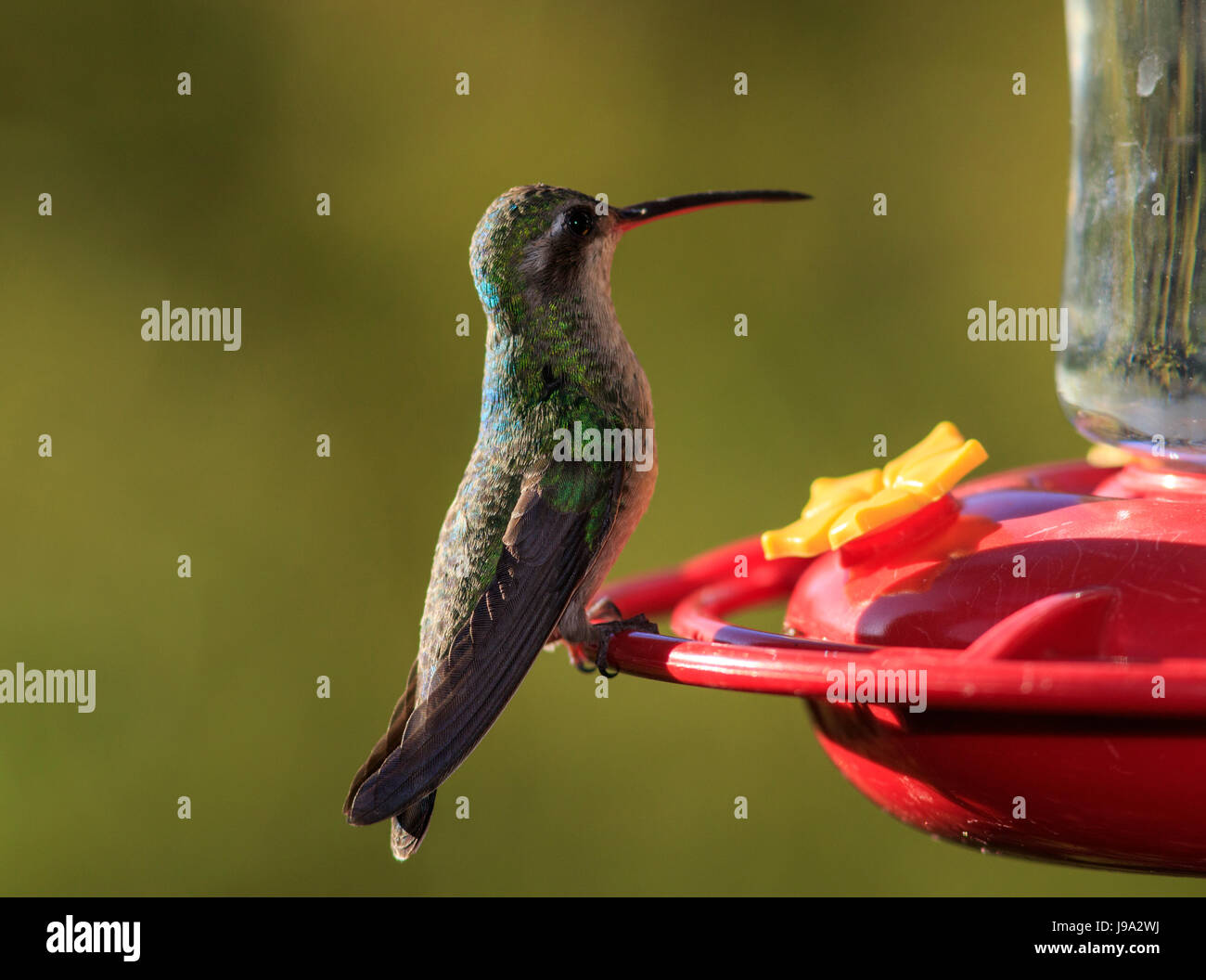 Female broad billed hummingbird (Cynathus latirostris) at bird feeder ...