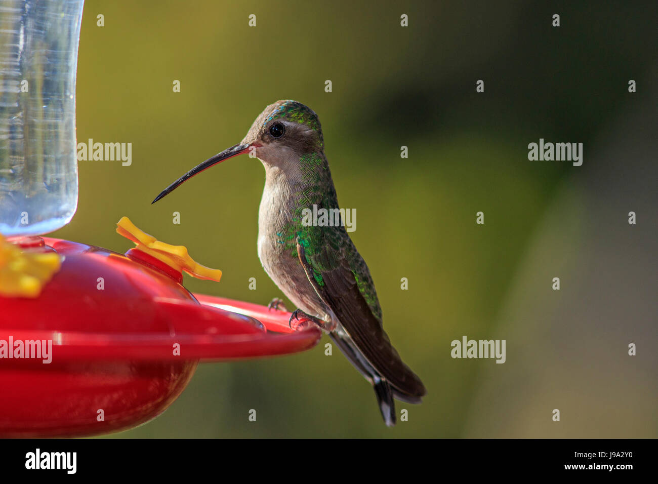 Female broad billed hummingbird (Cynathus latirostris) at bird feeder ...