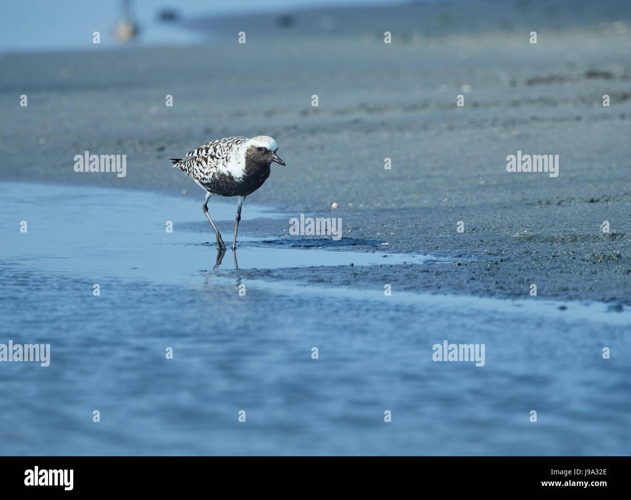 Grey Plover - Pluvialis squatarola - on the autumn migration way at the ...
