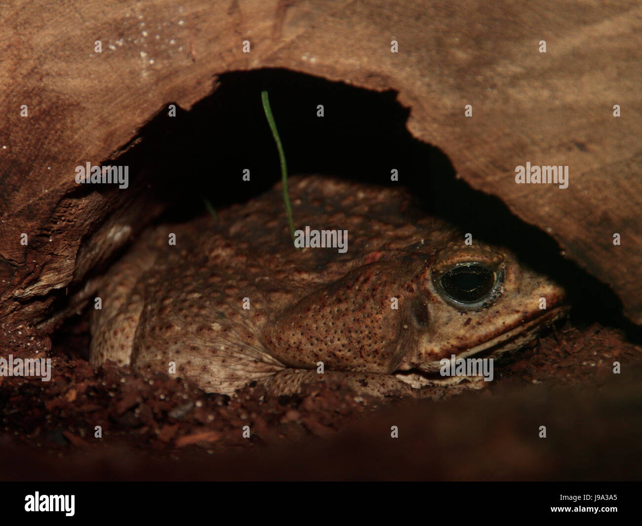 amphibians, hidden, toad, hideout, toxic, poisonous, animal, amphibian ...