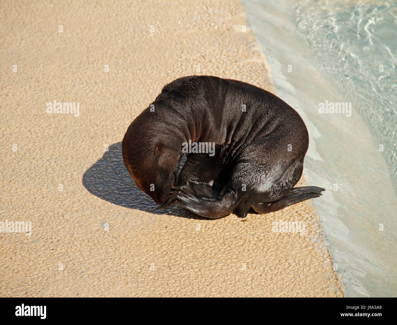 mammals, crawl, sea lion, animal, mammal, brown, brownish, brunette ...