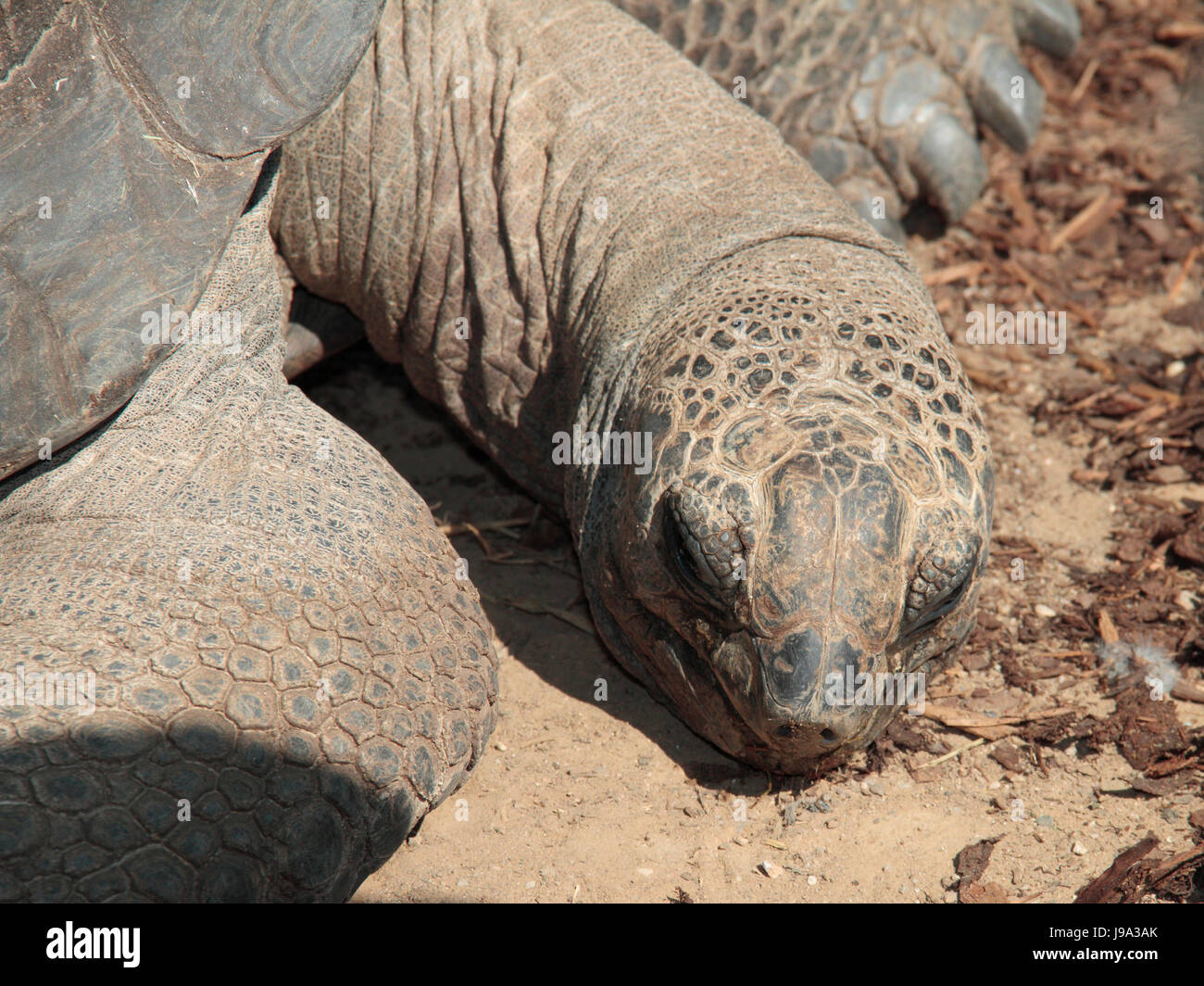 relaxed, tortoise, wrinkled, inertia, old, macro, close-up, macro ...
