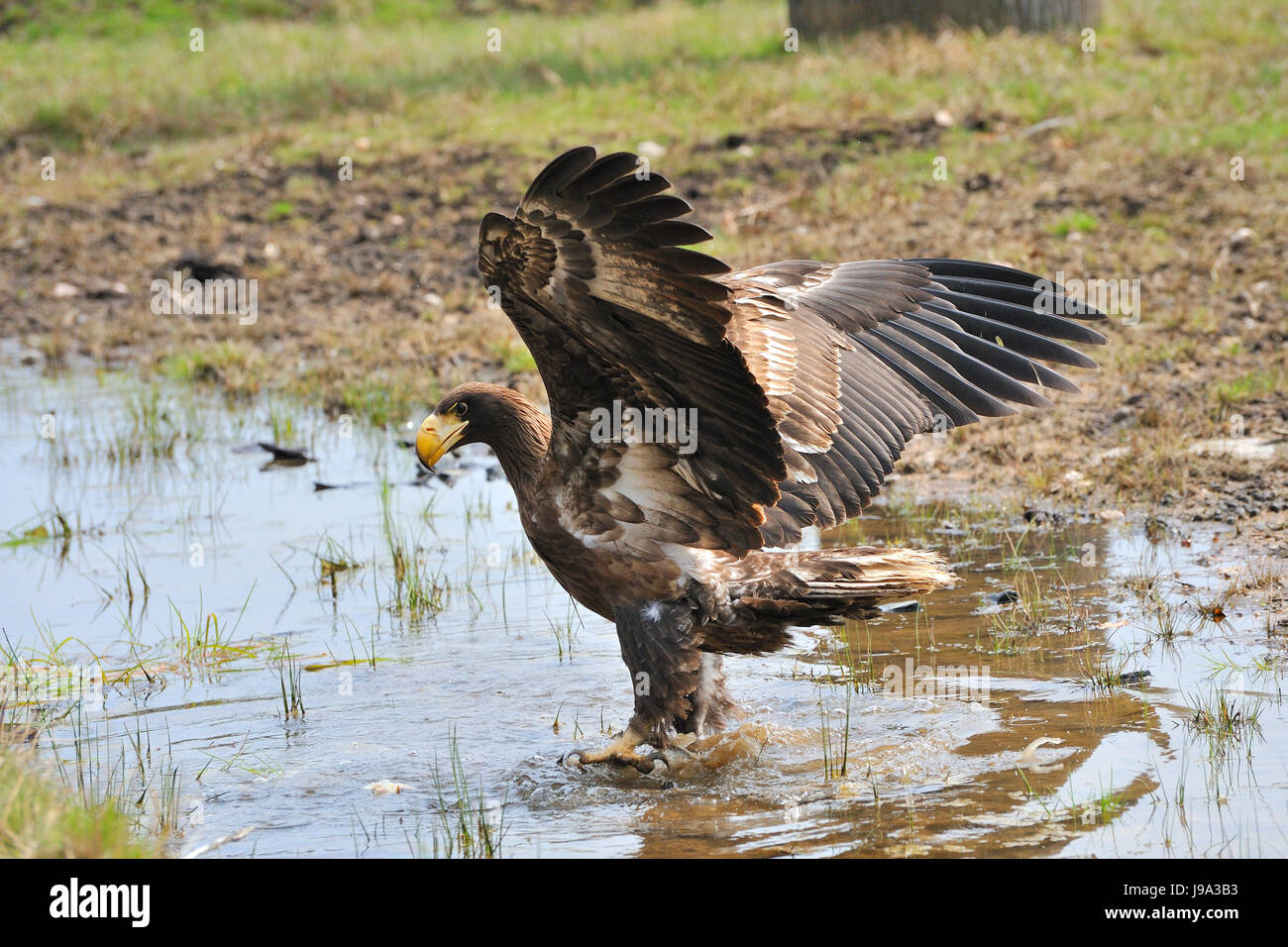Birds dying hi-res stock photography and images - Alamy