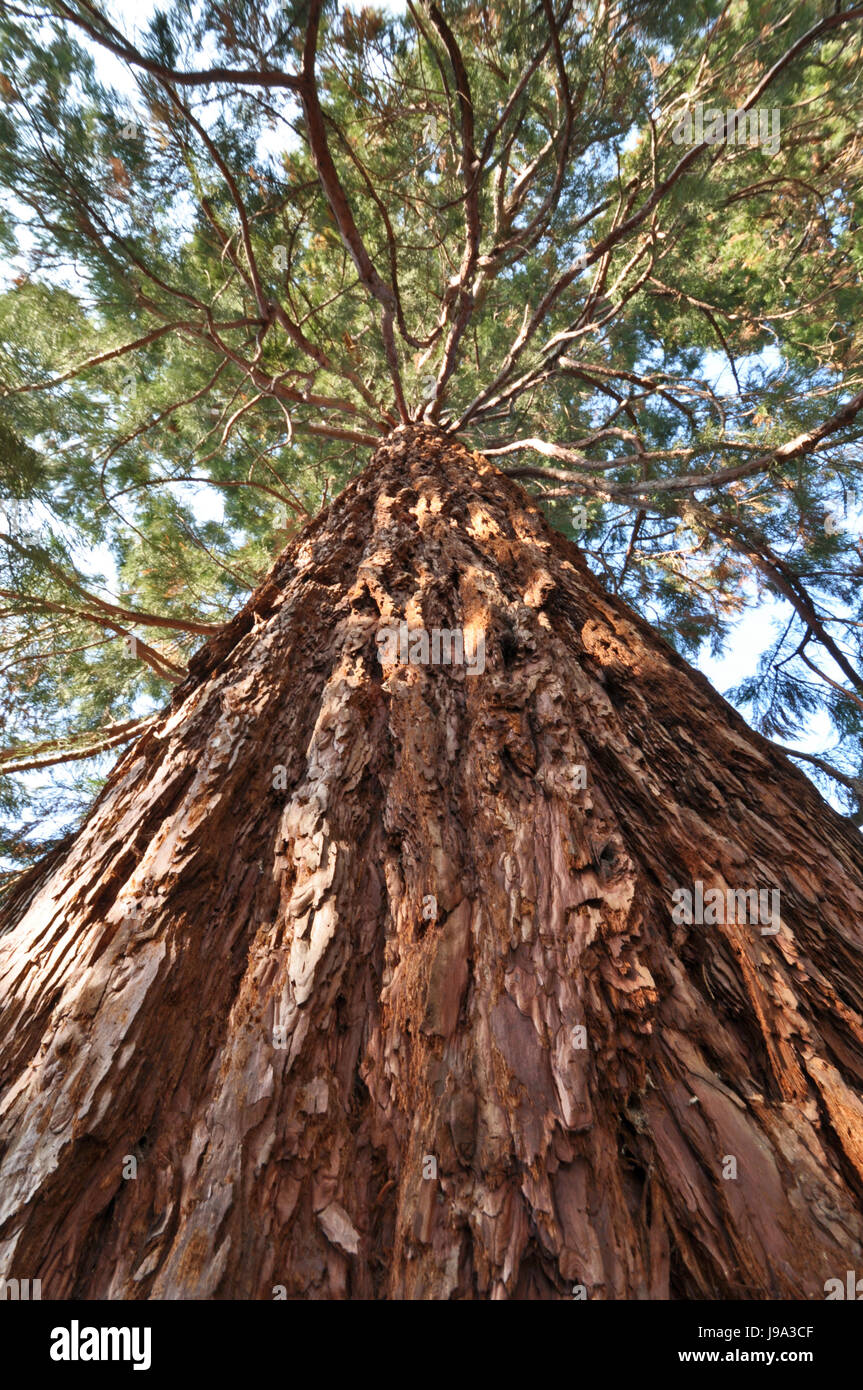 Sequoia size hi-res stock photography and images - Alamy