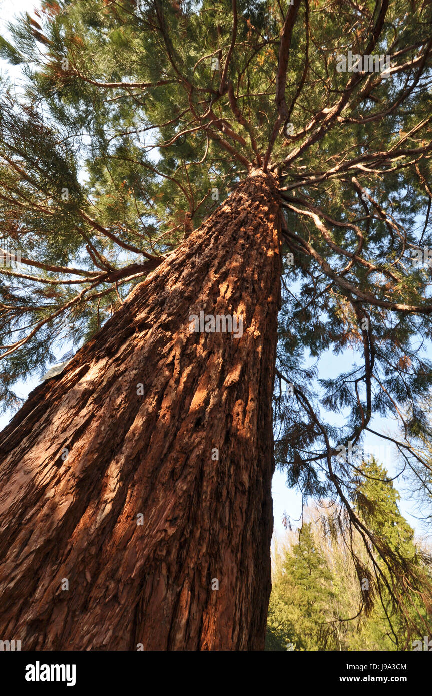 monument, tree, giant, usa, bark, sequoia, worms eye, blue, leaf, big ...