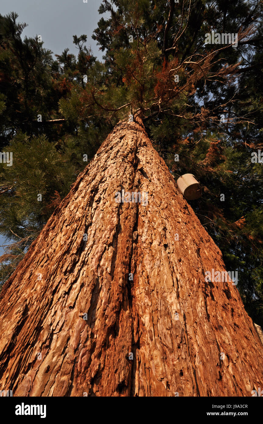Sequoia size hi-res stock photography and images - Alamy