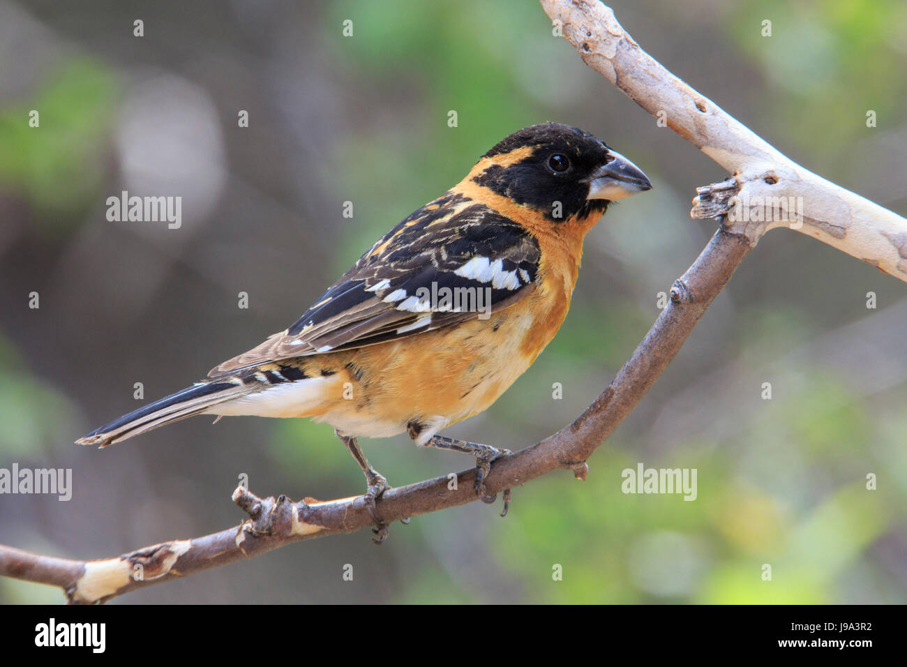 Black-headed grosbeak (Pheucticus melanocephalus) on tree branch perch ...