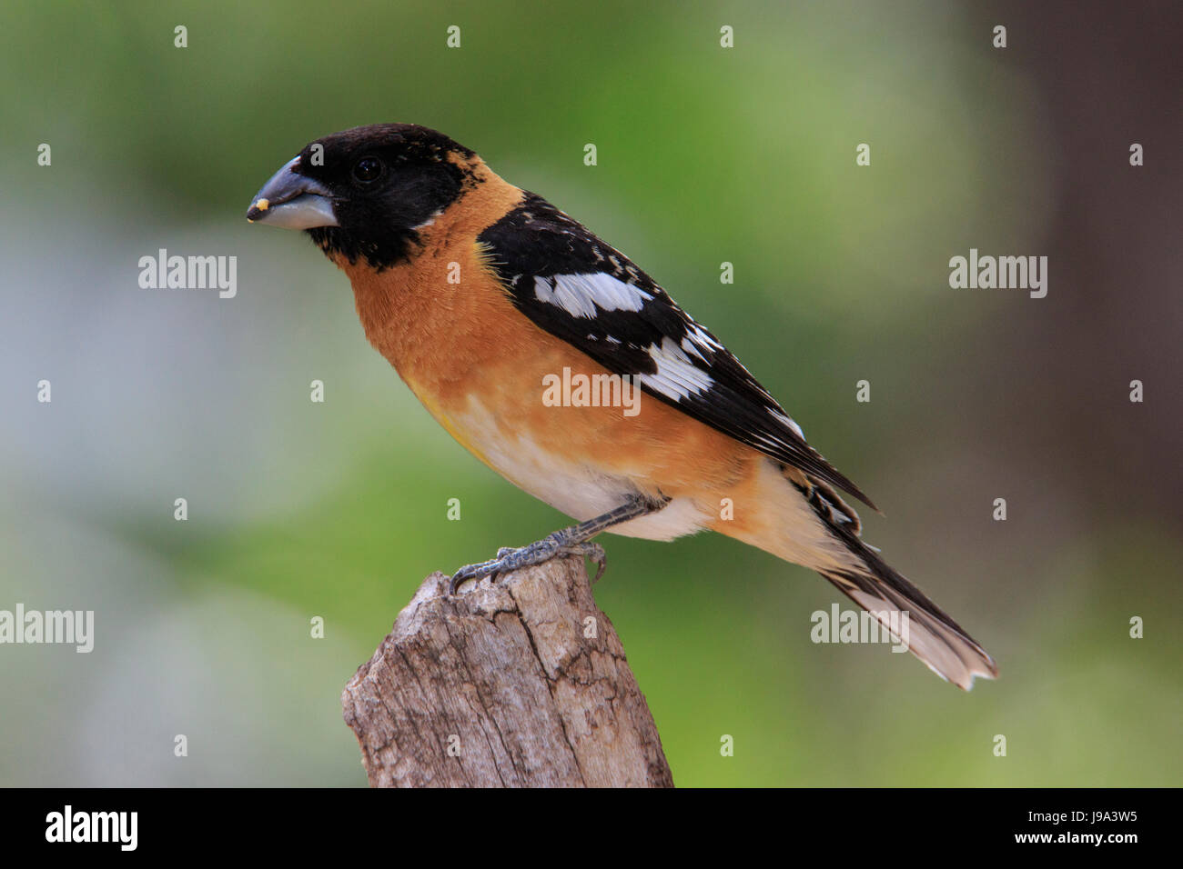 Black-headed grosbeak (Pheucticus melanocephalus) on tree branch perch ...