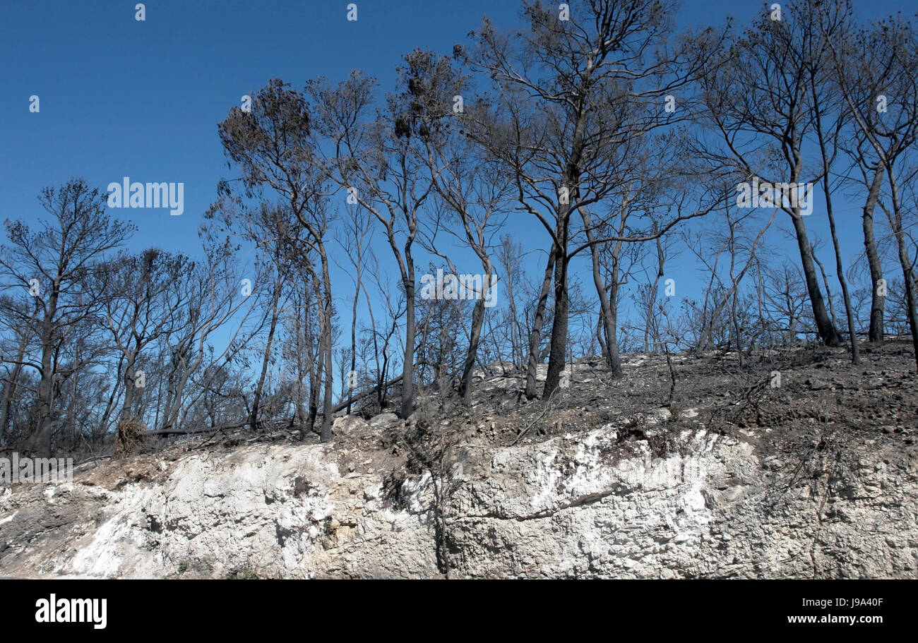 environment, enviroment, ash, forest fire, southern italy, italy ...