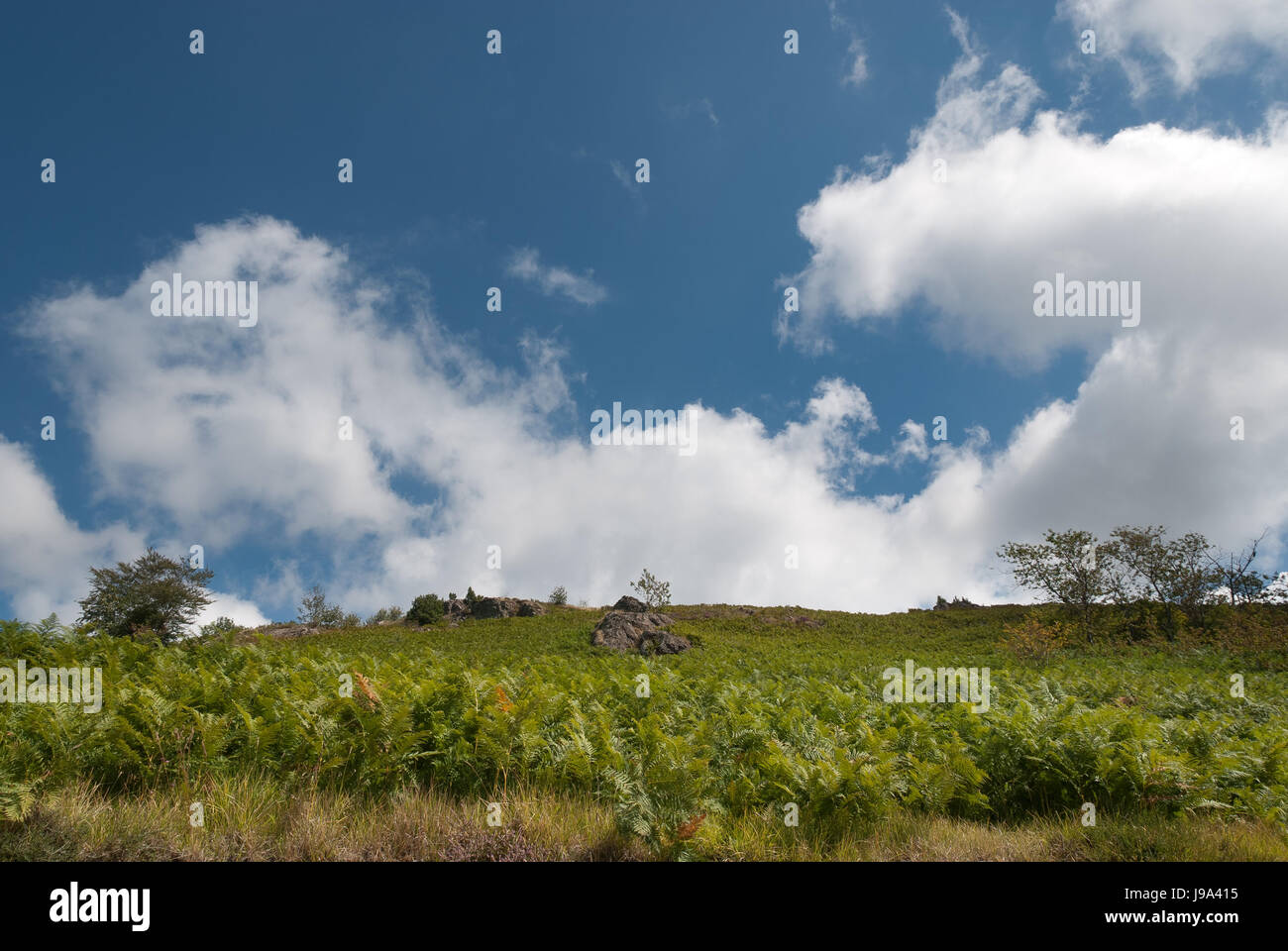 blue, environment, enviroment, leaves, summer, summerly, firmament, sky ...