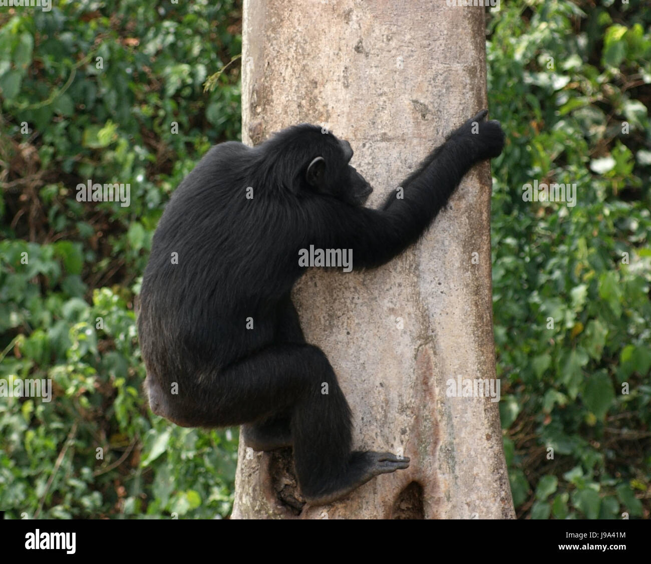 africa, outside, rise, climb, climbing, ascend, uphill, tread, clamber ...