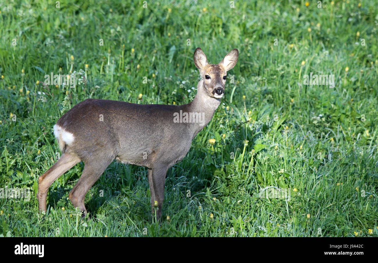 mammal, south tyrol, roebuck, roe, animal, mammal, animals, aigrette ...