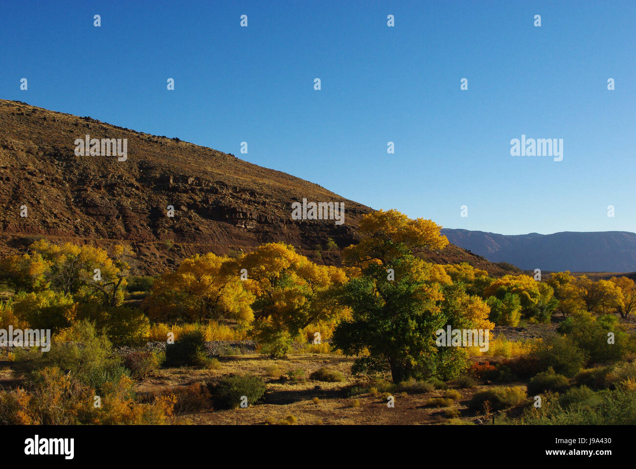 tree, desert, wasteland, yellow, fall, autumn, blue, tree, desert ...