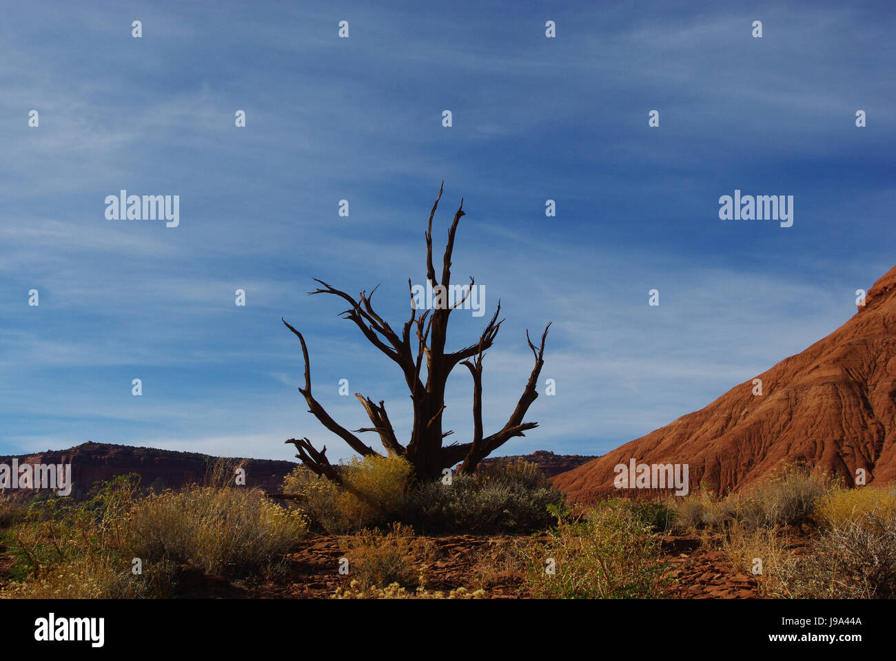 tree, desert, wasteland, branch, dry, dried up, barren, plant, blue ...