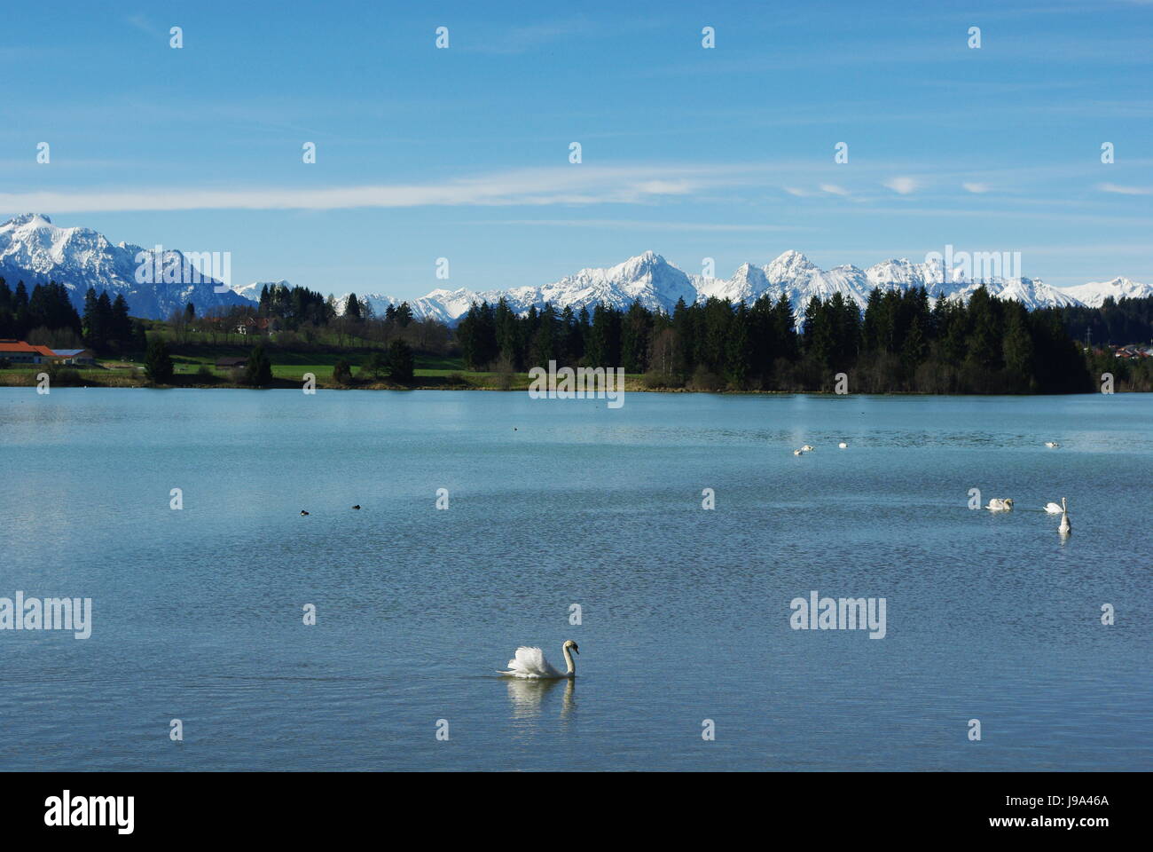 tree, swan, mountain range, snow, salt water, sea, ocean, water ...