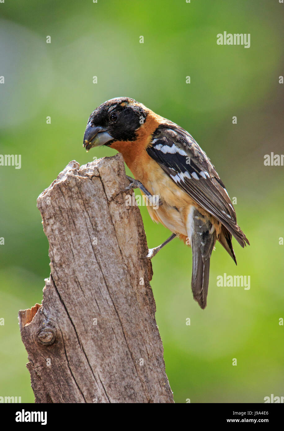 Black-headed grosbeak (Pheucticus melanocephalus) on tree branch perch ...