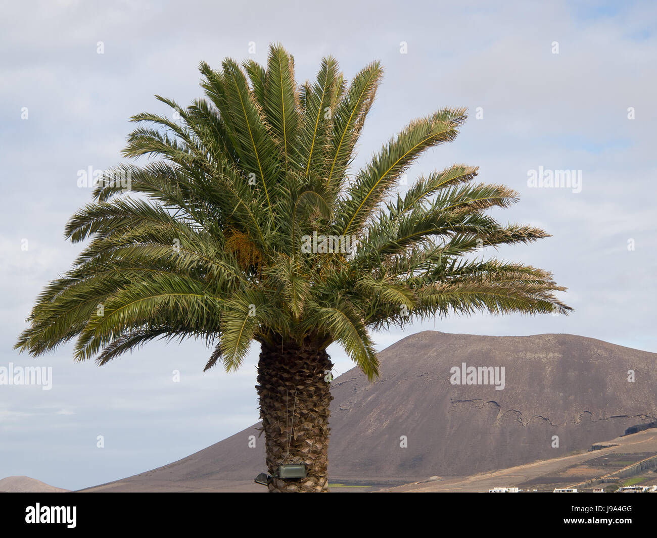 palm tree on lanzarote Stock Photo - Alamy