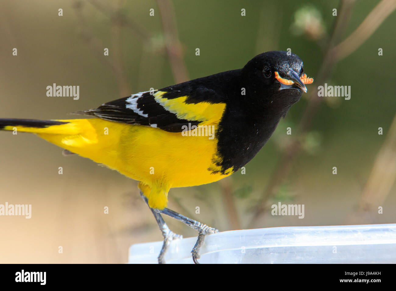 Icterus hi-res stock photography and images - Alamy