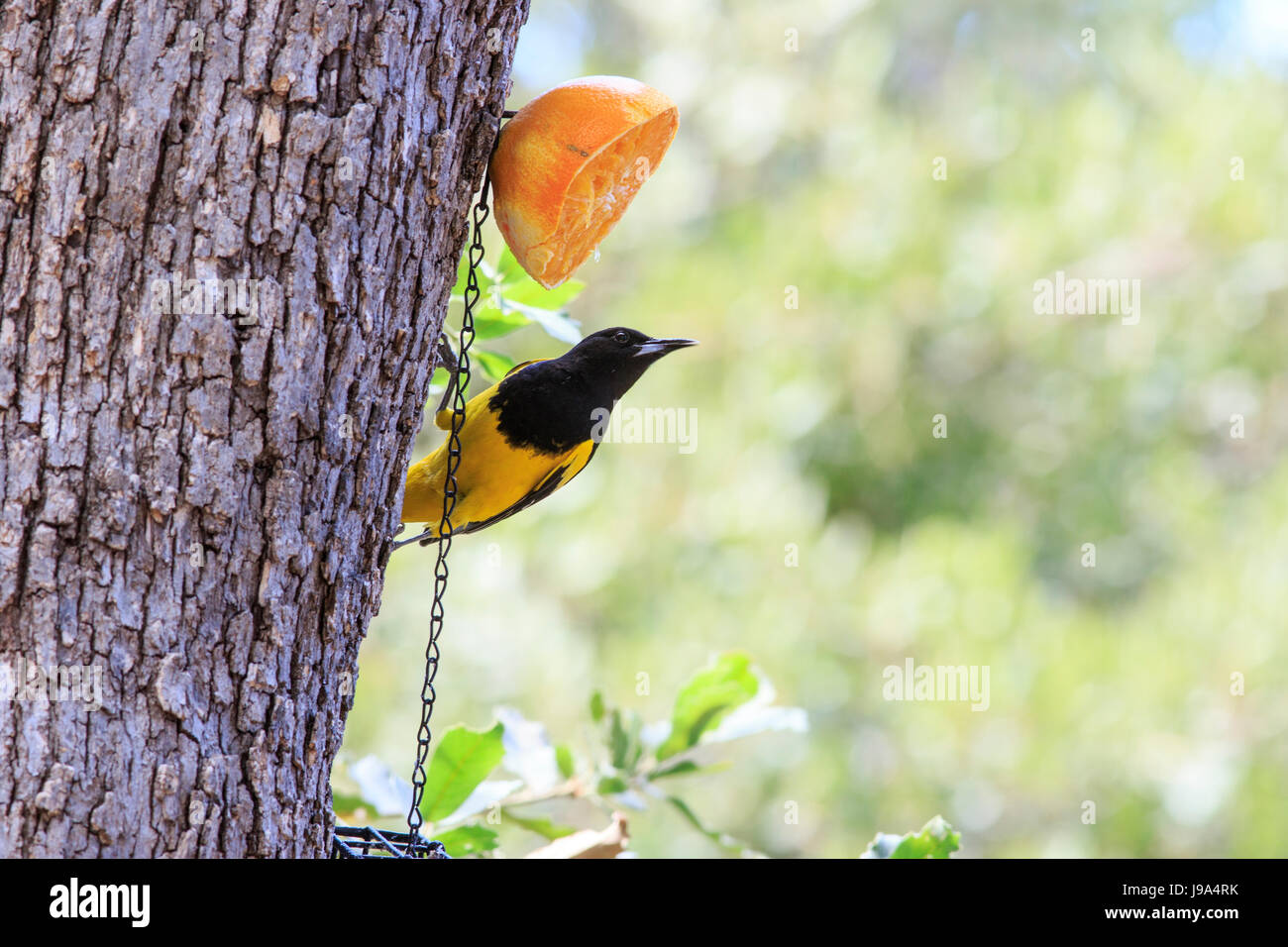 Icterus hi-res stock photography and images - Alamy