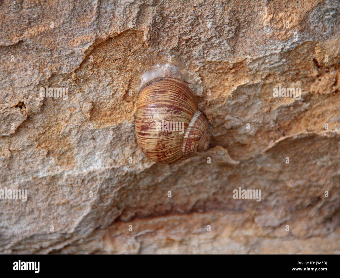 environment, enviroment, snail, edible snail, molluscan, spinelessly ...