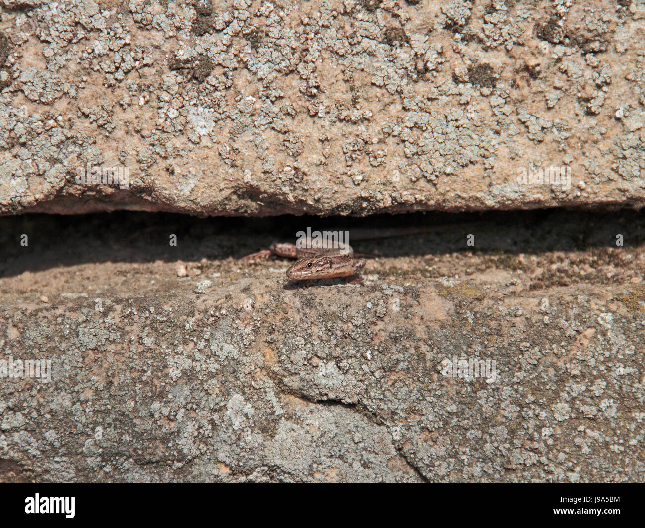 lizard, sandstone, reptiles, critters, season, macro, close-up, macro ...