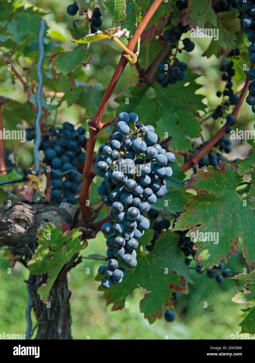 drinks, fruit, ripeness, vine, grape vine, grape-vine, eating, eat ...