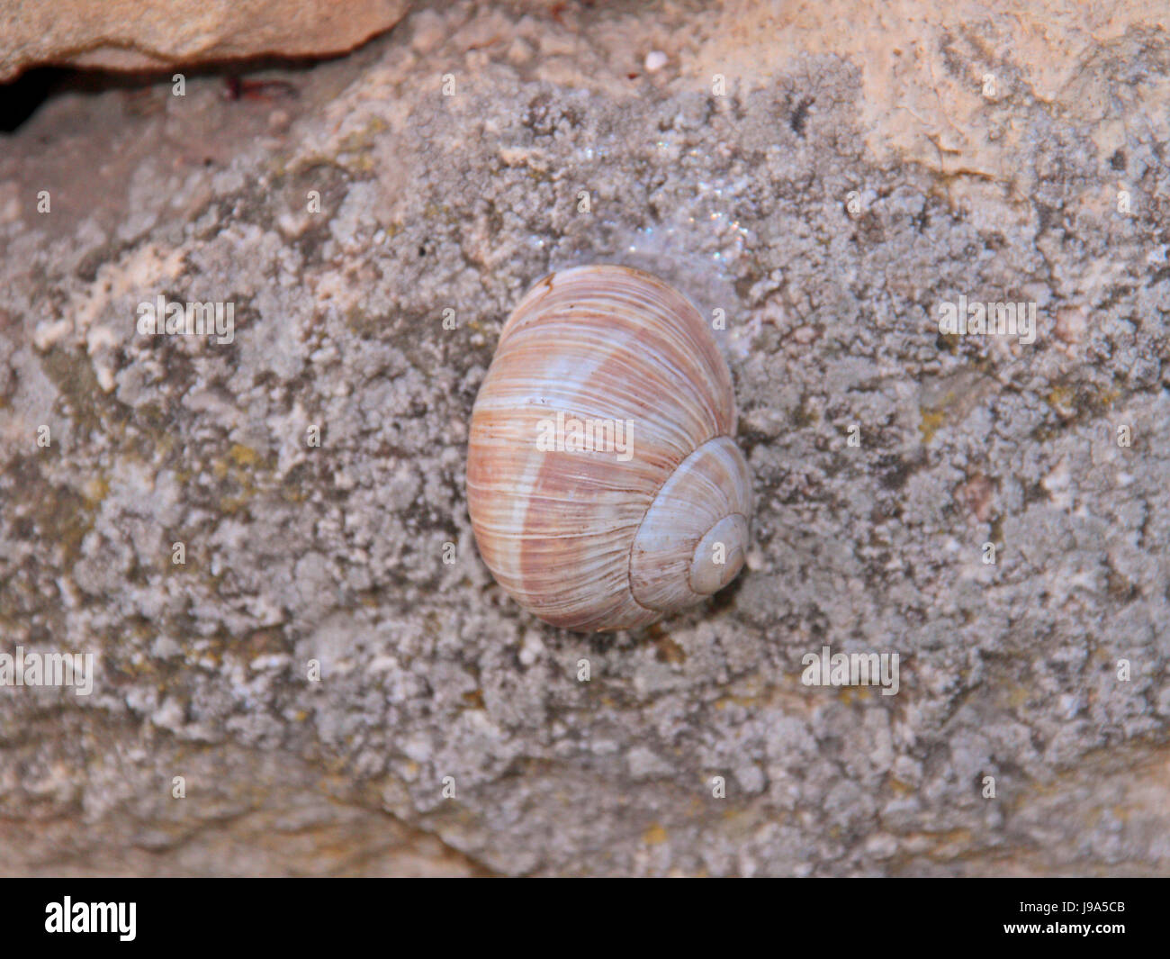 environment, enviroment, snail, edible snail, molluscan, spinelessly ...