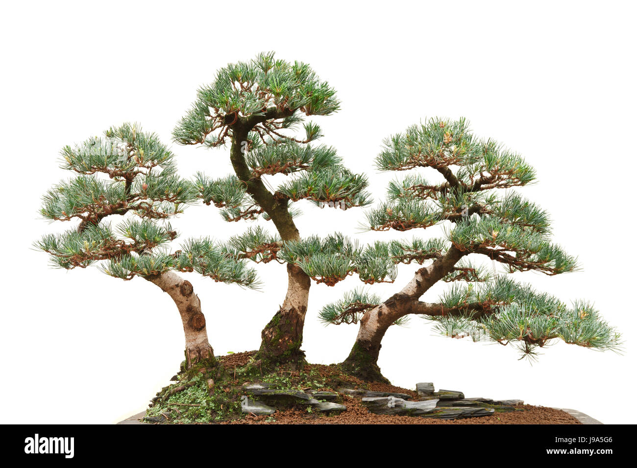 isolated, tree, pine, miniature, plant, beautiful, beauteously, nice ...