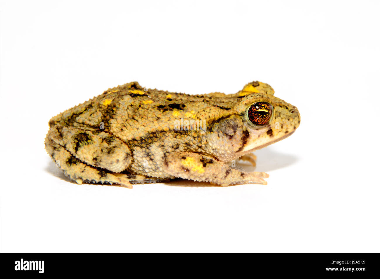 Great Plains toad, Anaxyrus cognatus, on white background full side ...