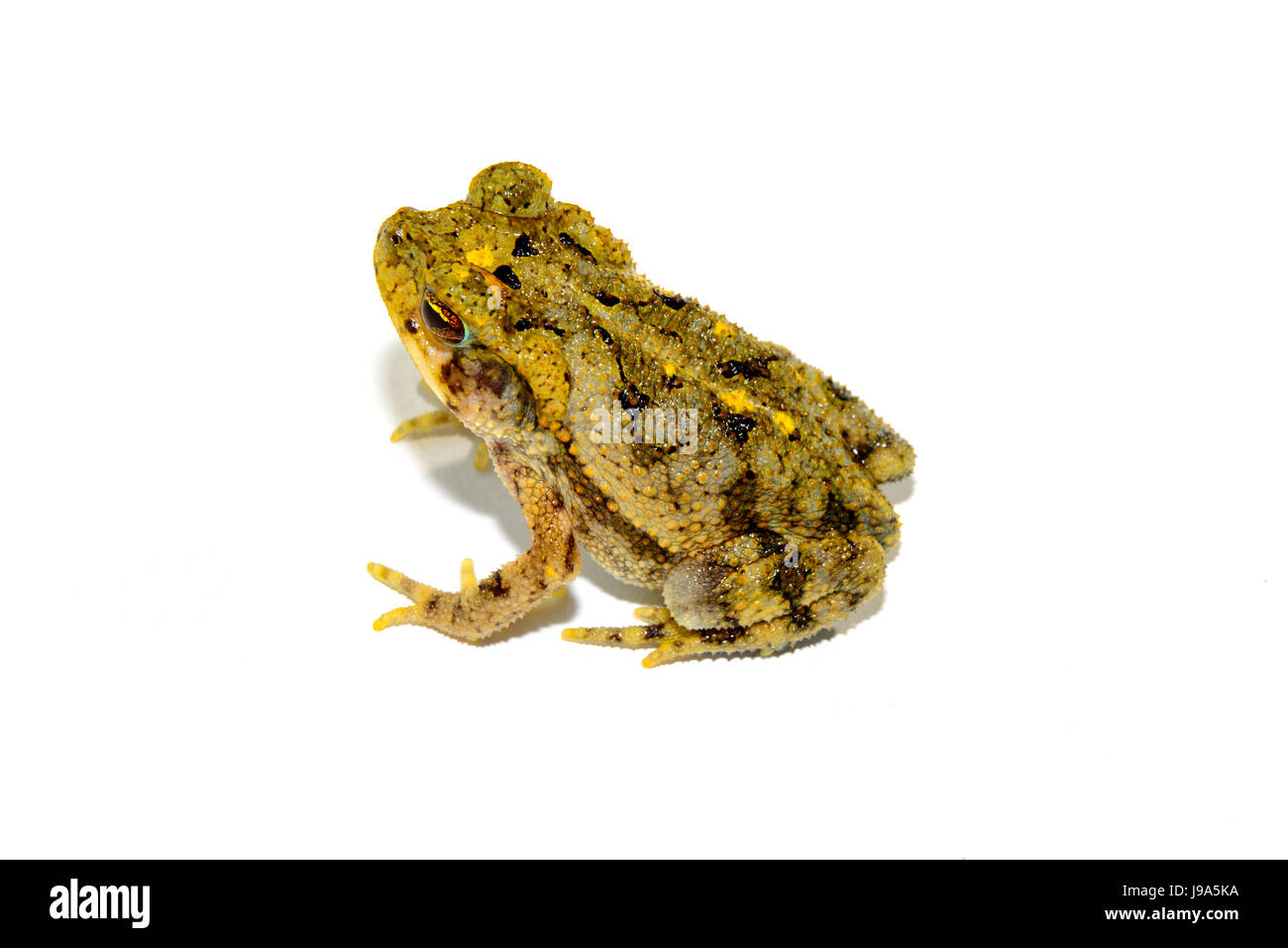 Great Plains toad, Anaxyrus cognatus, on white background full side ...