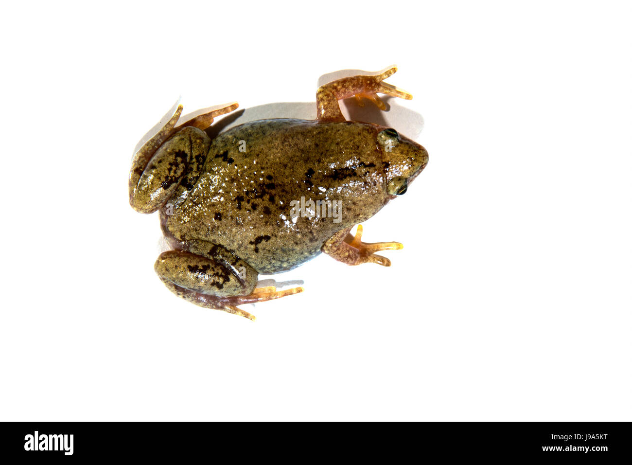 Great Plains Narrow-mouth Toad -- Gastrophryne olivacea, Top view on ...