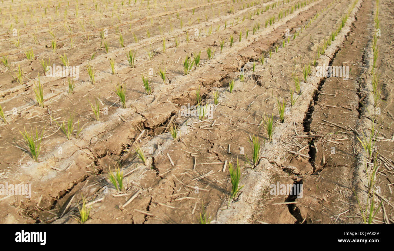 Paddy fields scorched dry from drought Cracks are visible in a paddy ...