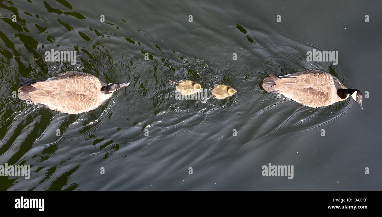 A family of Canada geese photographed from a bridge at the Sechs-Seen ...