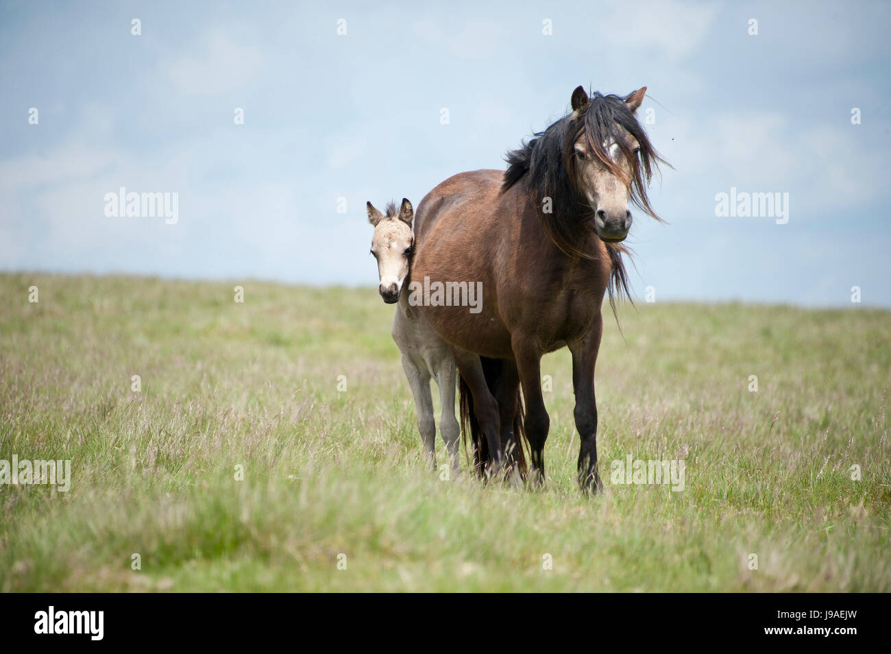 Builth Wells, Powys, Wales, UK. 1st June, 2017. Welsh ponies and foals ...