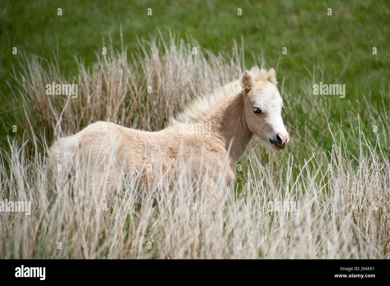 Builth Wells, Powys, Wales, UK. 1st June, 2017. Welsh ponies and foals ...