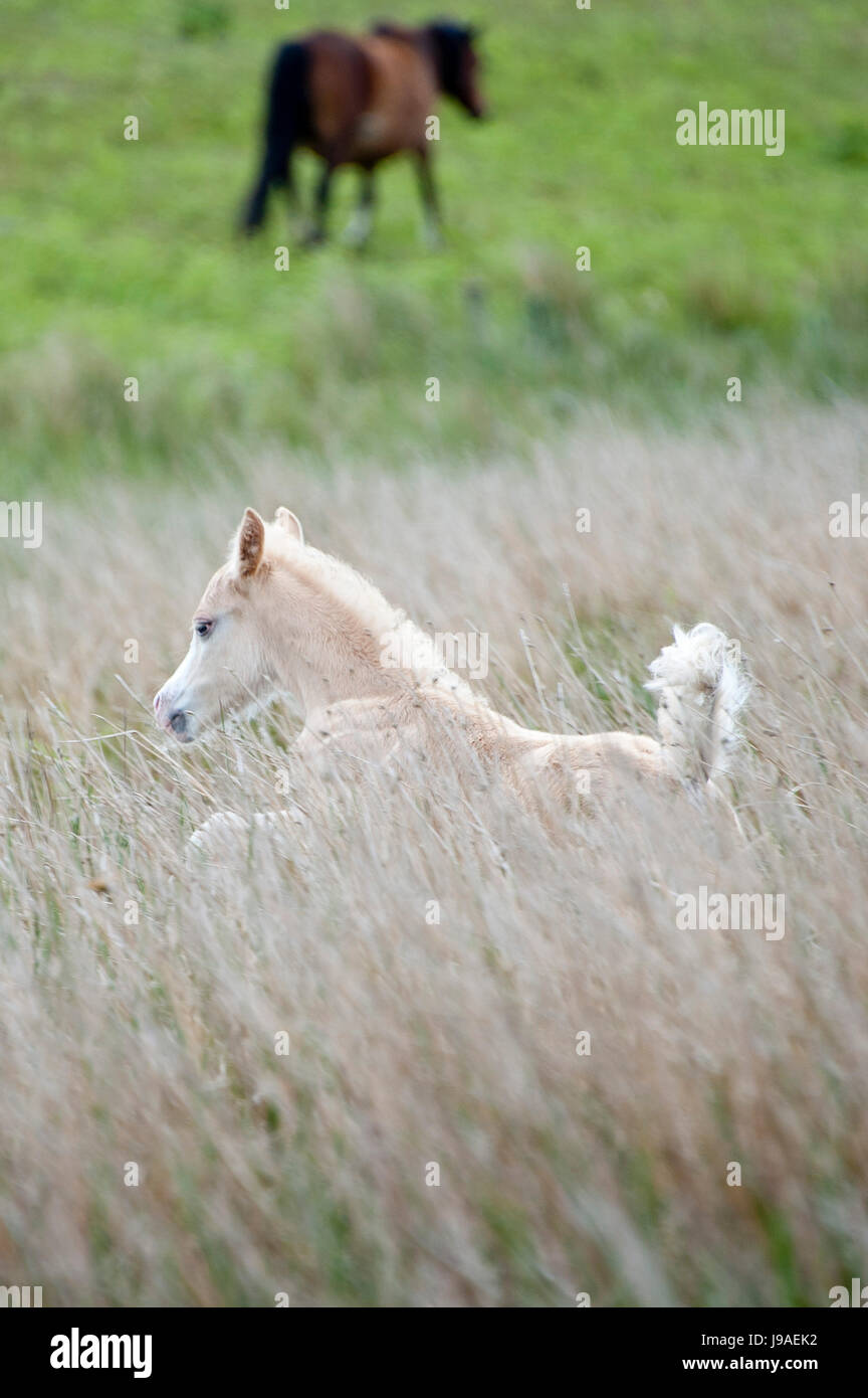Builth Wells, Powys, Wales, UK. 1st June, 2017. Welsh ponies and foals ...