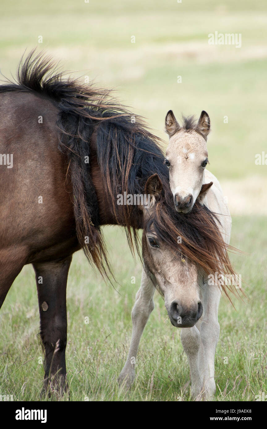 Builth Wells, Powys, Wales, UK. 1st June, 2017. Welsh ponies and foals ...